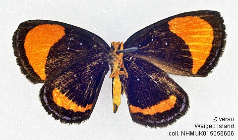 Papua Insects Foundation (Lepidoptera/Callidulidae/Callidula erycinoides)